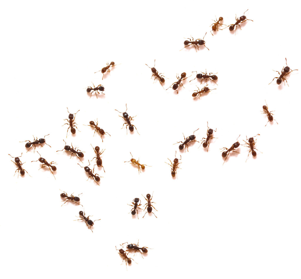 Ant control – Xoutpest.com