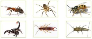 Xoutpest.com – Pest Control Service